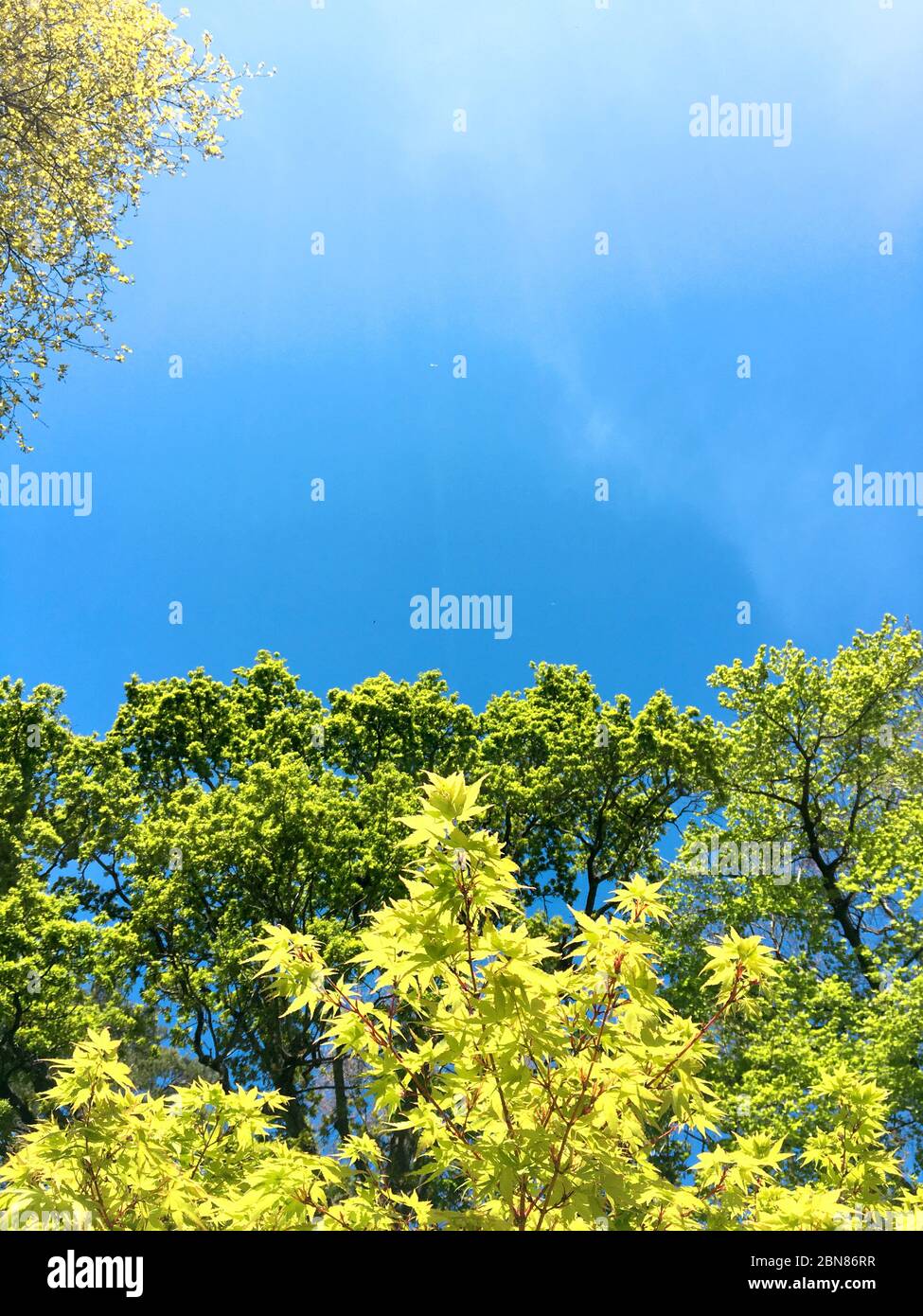 A beautiful pair of colourful British trees in a Surrey, England ...