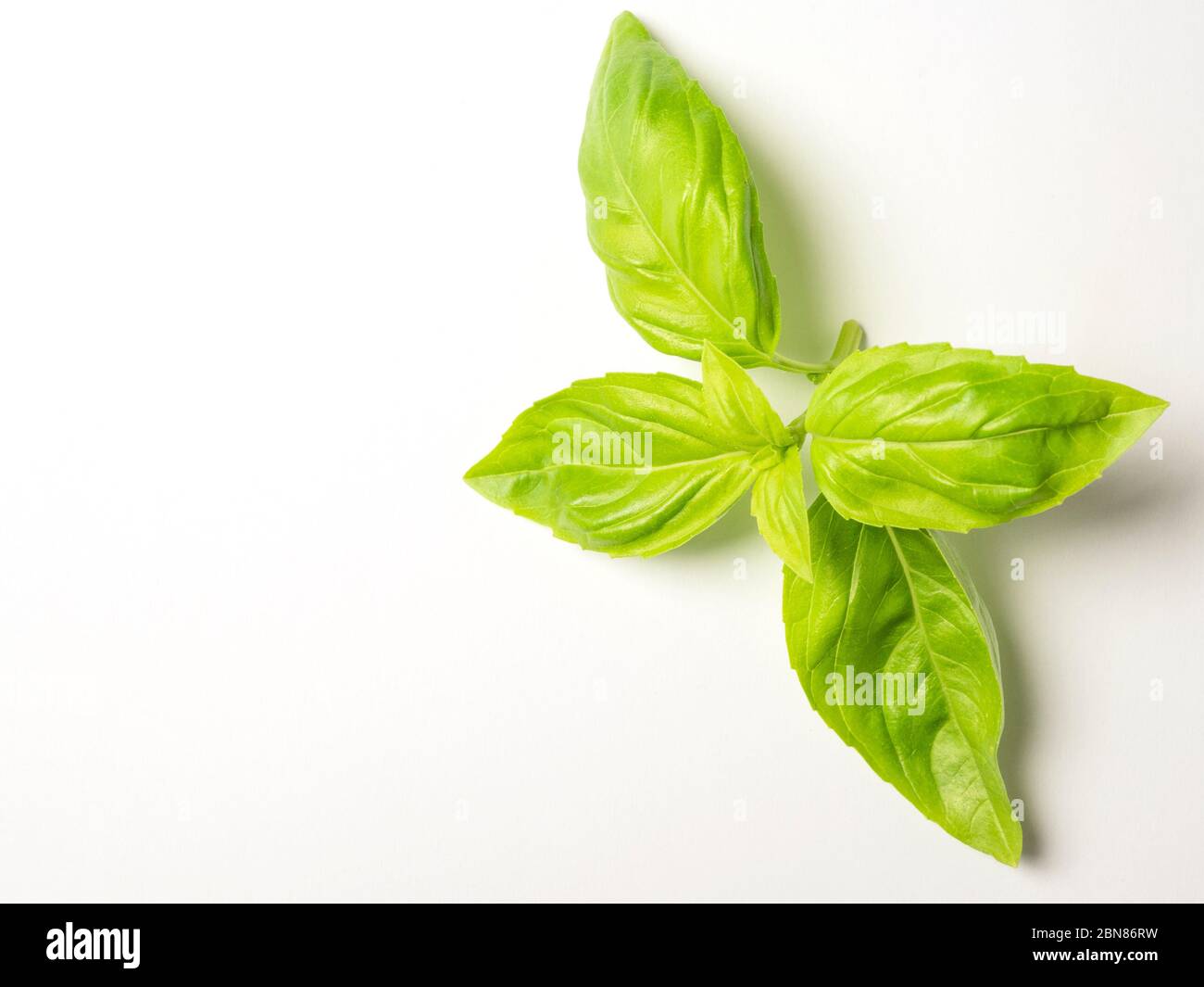 A sprig of fresh basil leaves on a white background with copy space ...