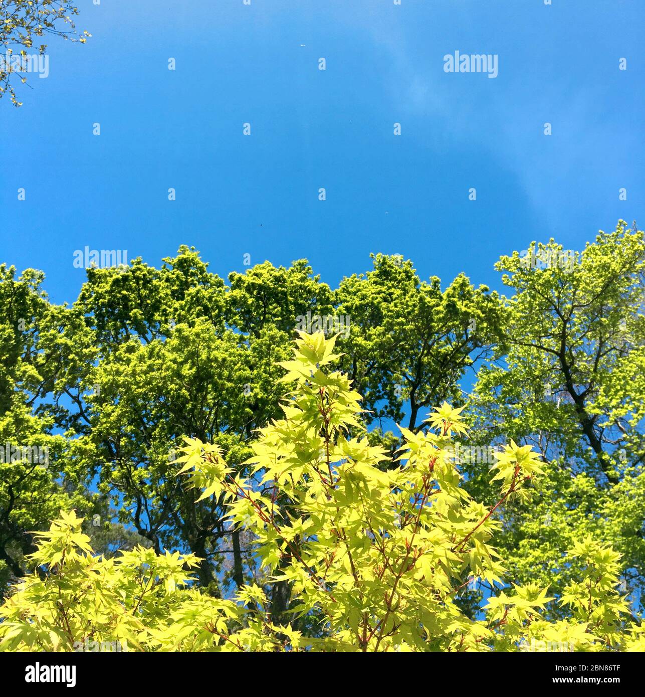 A beautiful pair of colourful British trees in a Surrey, England ...