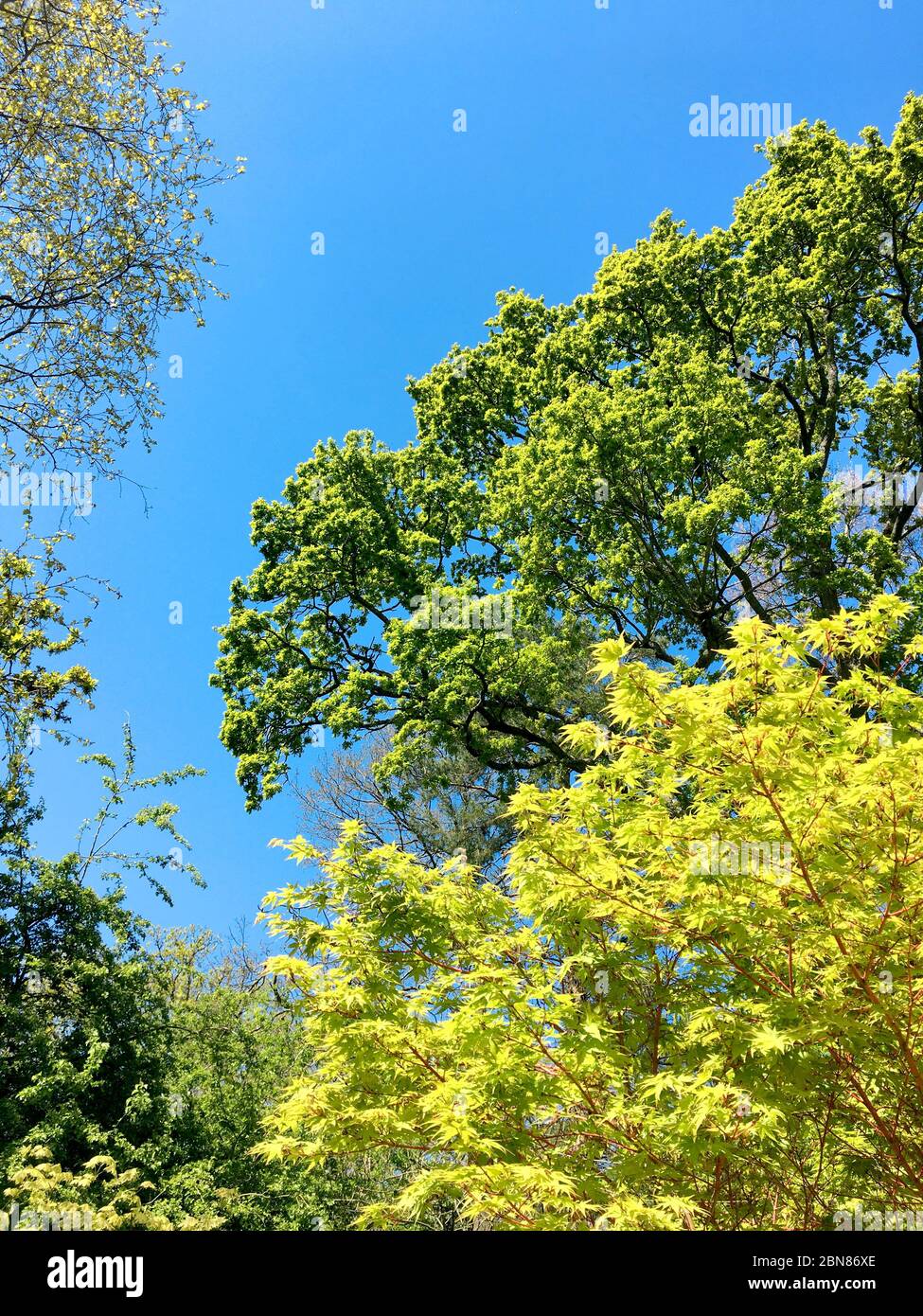 A beautiful pair of colourful British trees in a Surrey, England ...