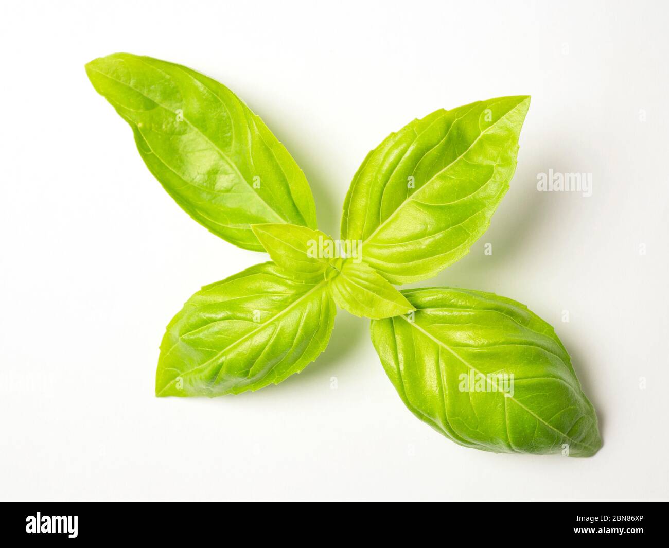 A sprig of fresh basil leaves on a white background Stock Photo - Alamy
