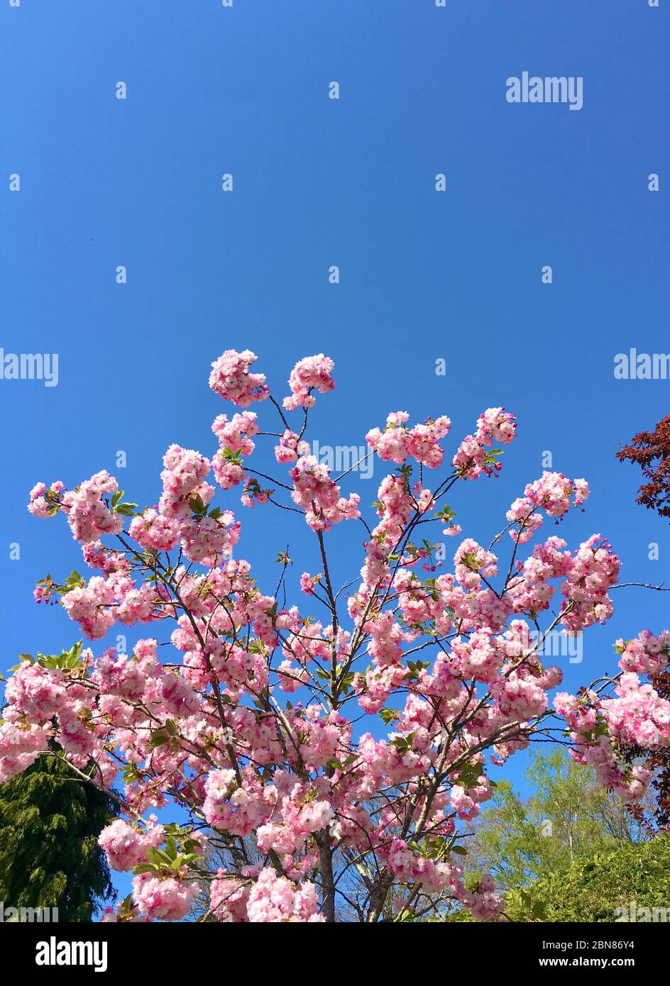 A beautiful colourful blossom on a British Cherry tree in a Surrey ...