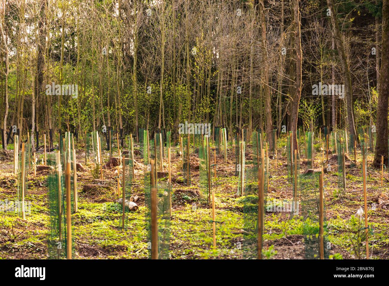 Newly planted trees in a row in forest Stock Photo - Alamy