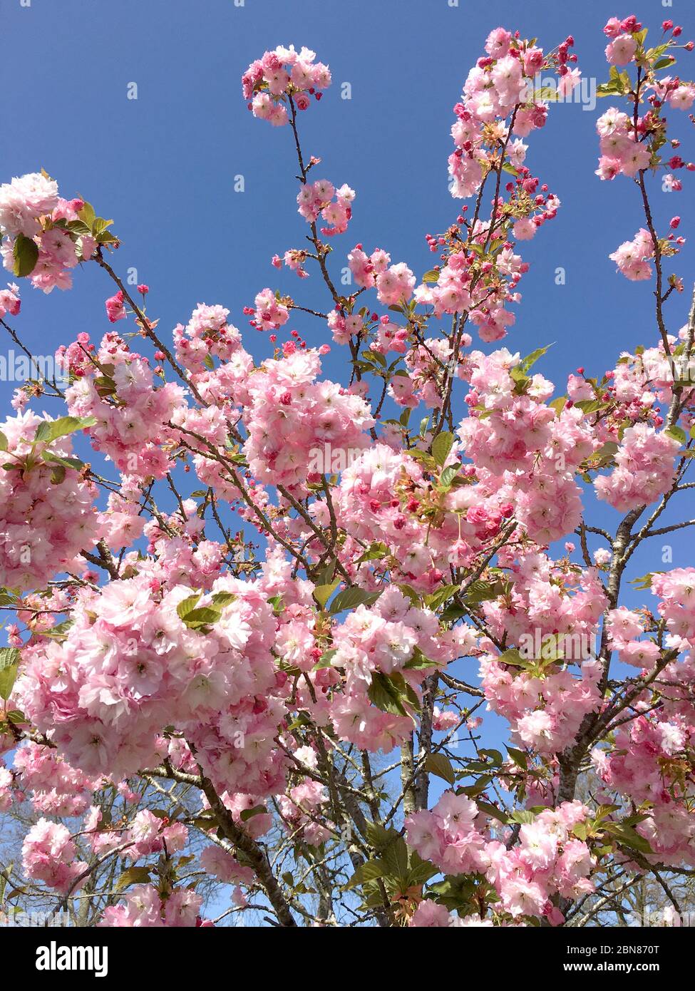 A beautiful colourful blossom on a British Cherry tree in a Surrey ...