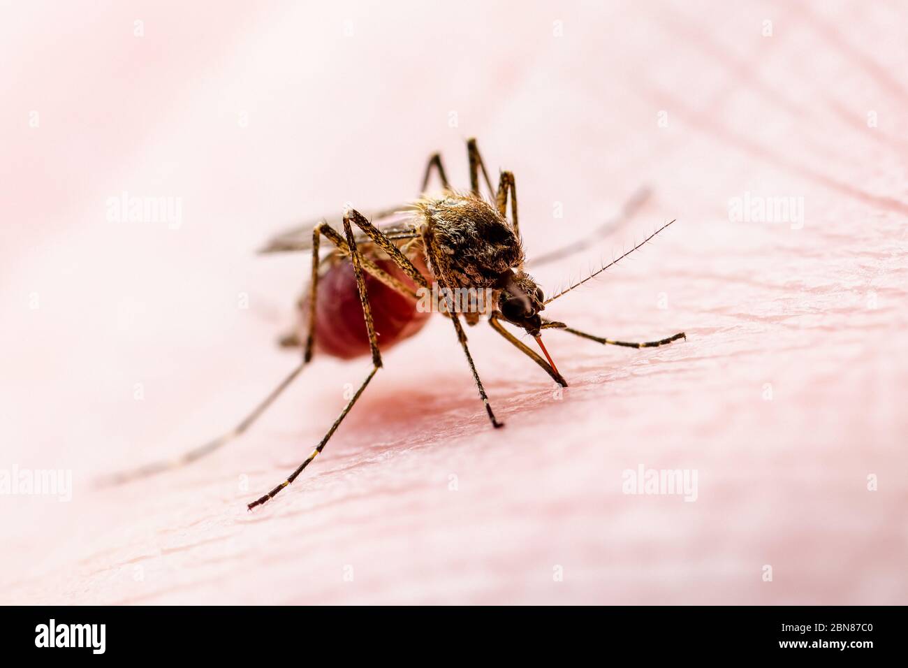 Dangerous Malaria Infected Mosquito Skin Bite. Leishmaniasis ...
