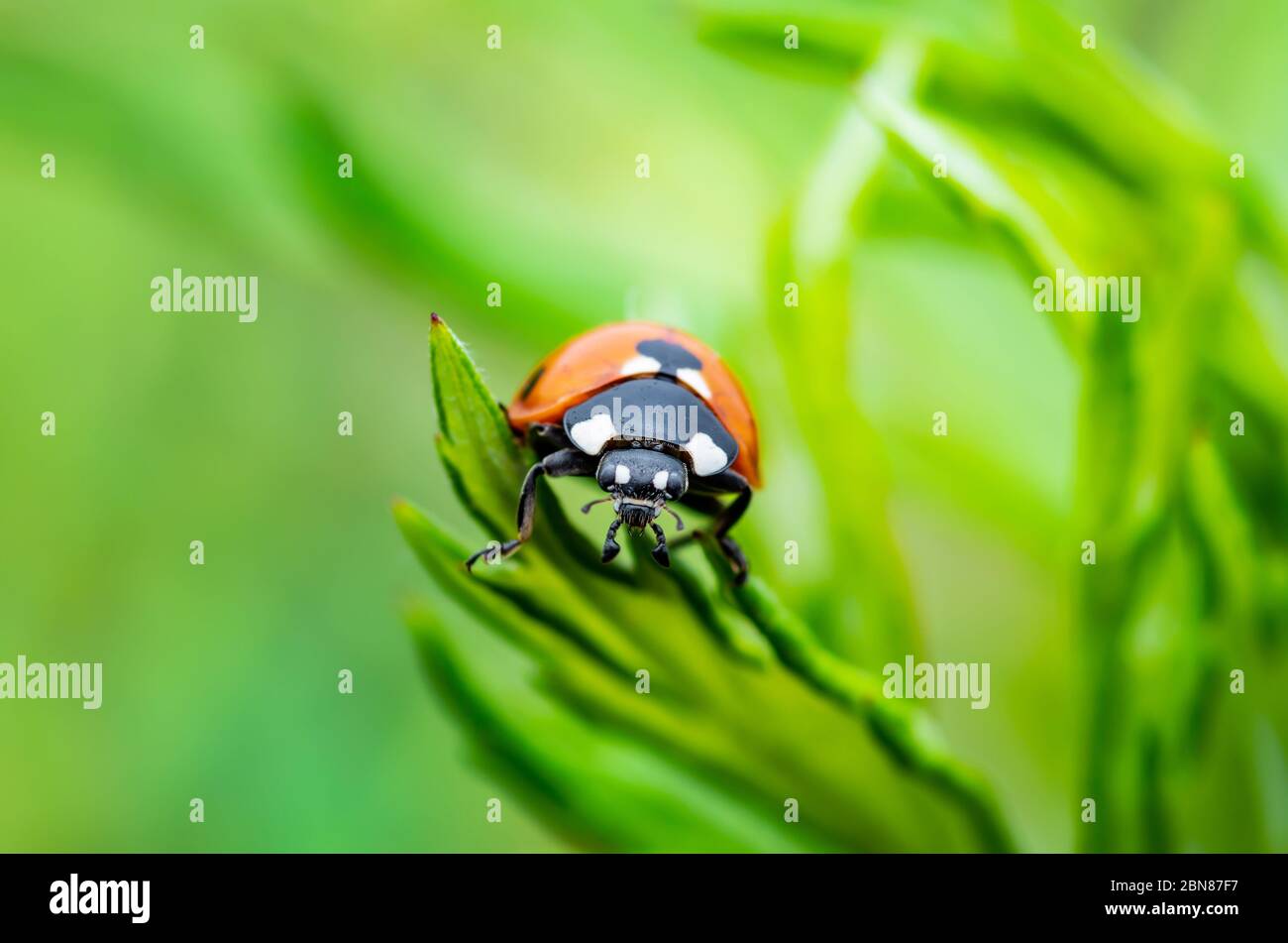 Cute ladybug crawling on hi-res stock photography and images - Alamy