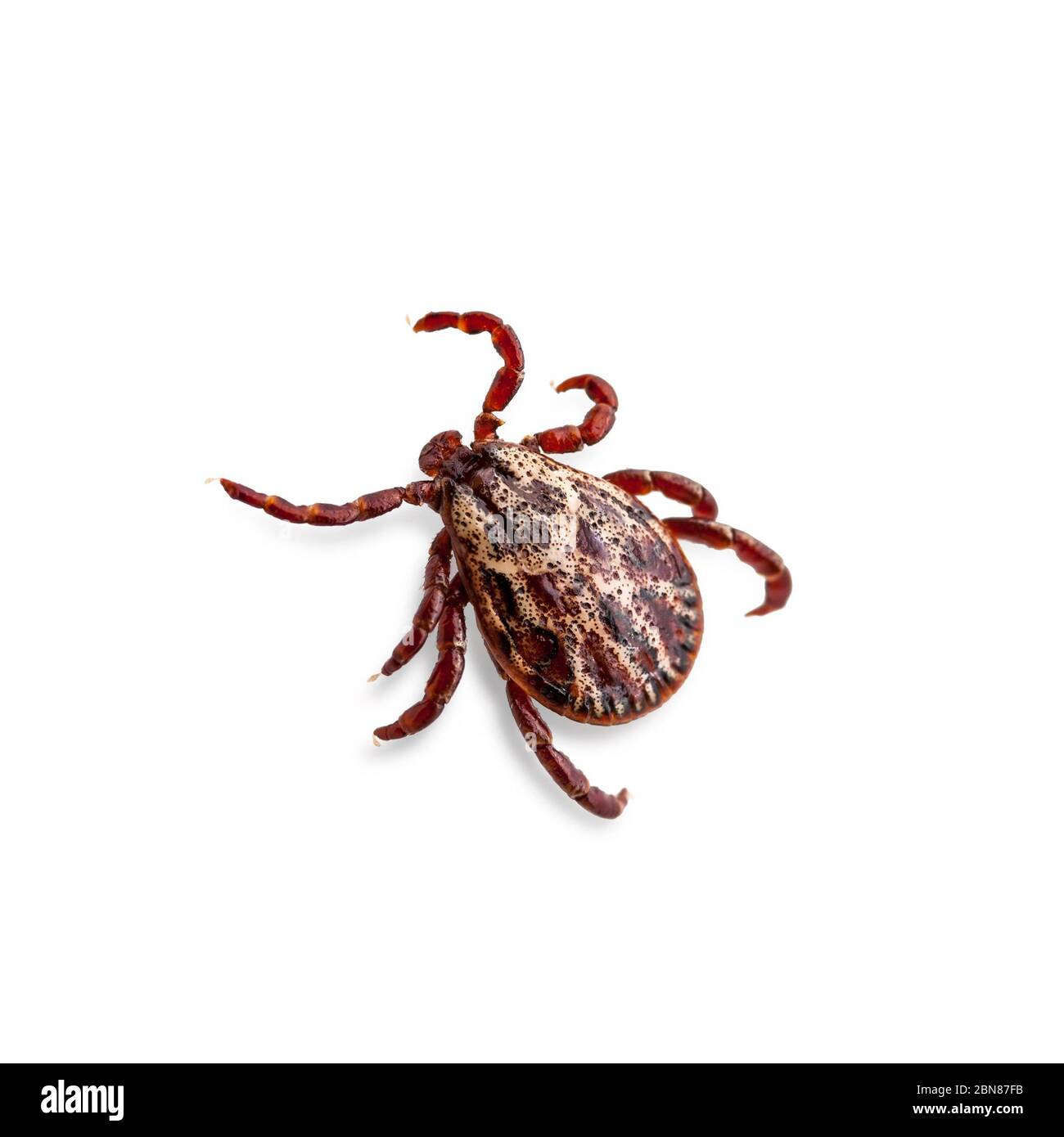Lyme Disease Infected Tick Insect Isolated on White. Encephalitis Virus ...
