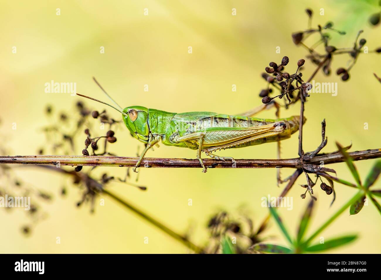 Common Grasshopper Insect on Grass Stock Photo - Alamy