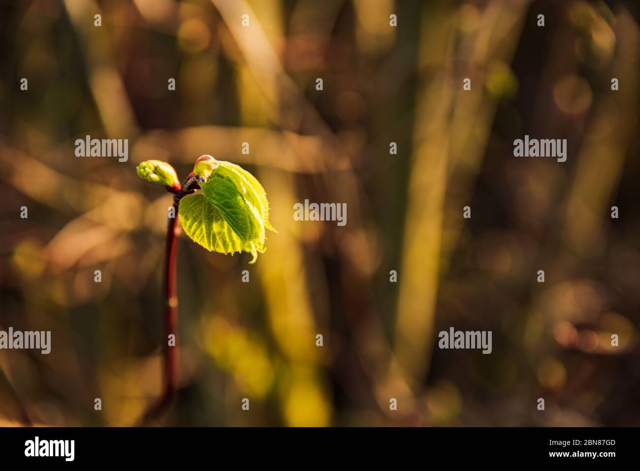 Spring tree leaf out of bud. Composition of nature Stock Photo - Alamy
