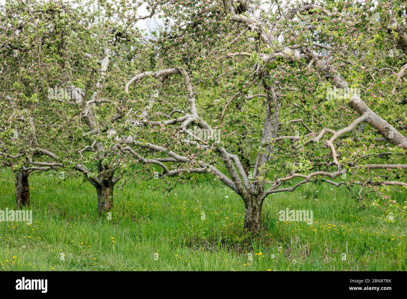 Usa fruit production hi-res stock photography and images - Alamy
