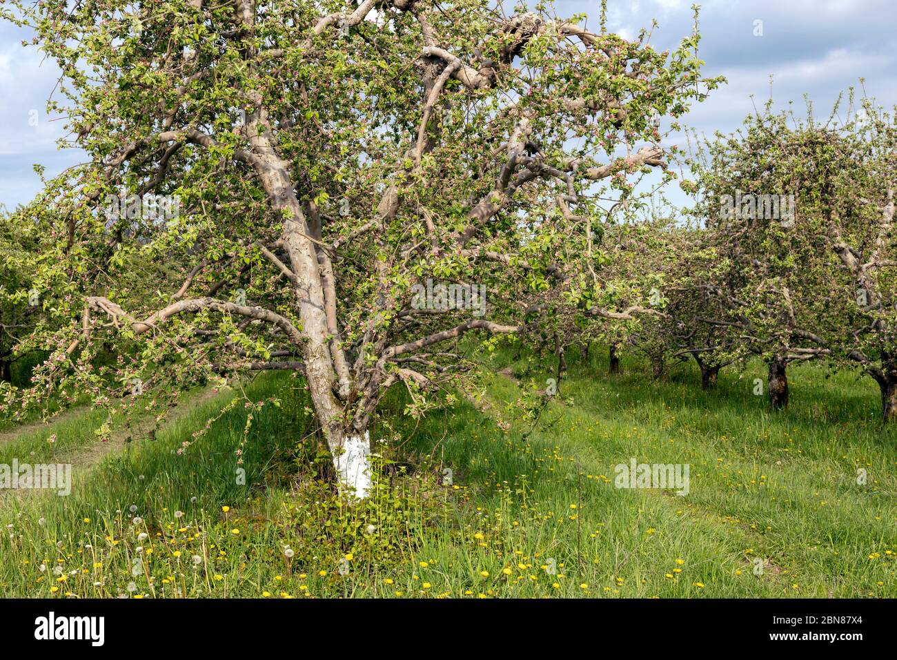 Apple orchard, trees leafing out, Southwestern Michigan, USA, by James ...