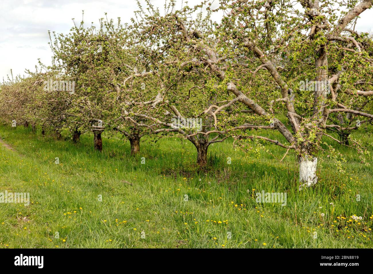 Leafing Trees High Resolution Stock Photography and Images - Alamy