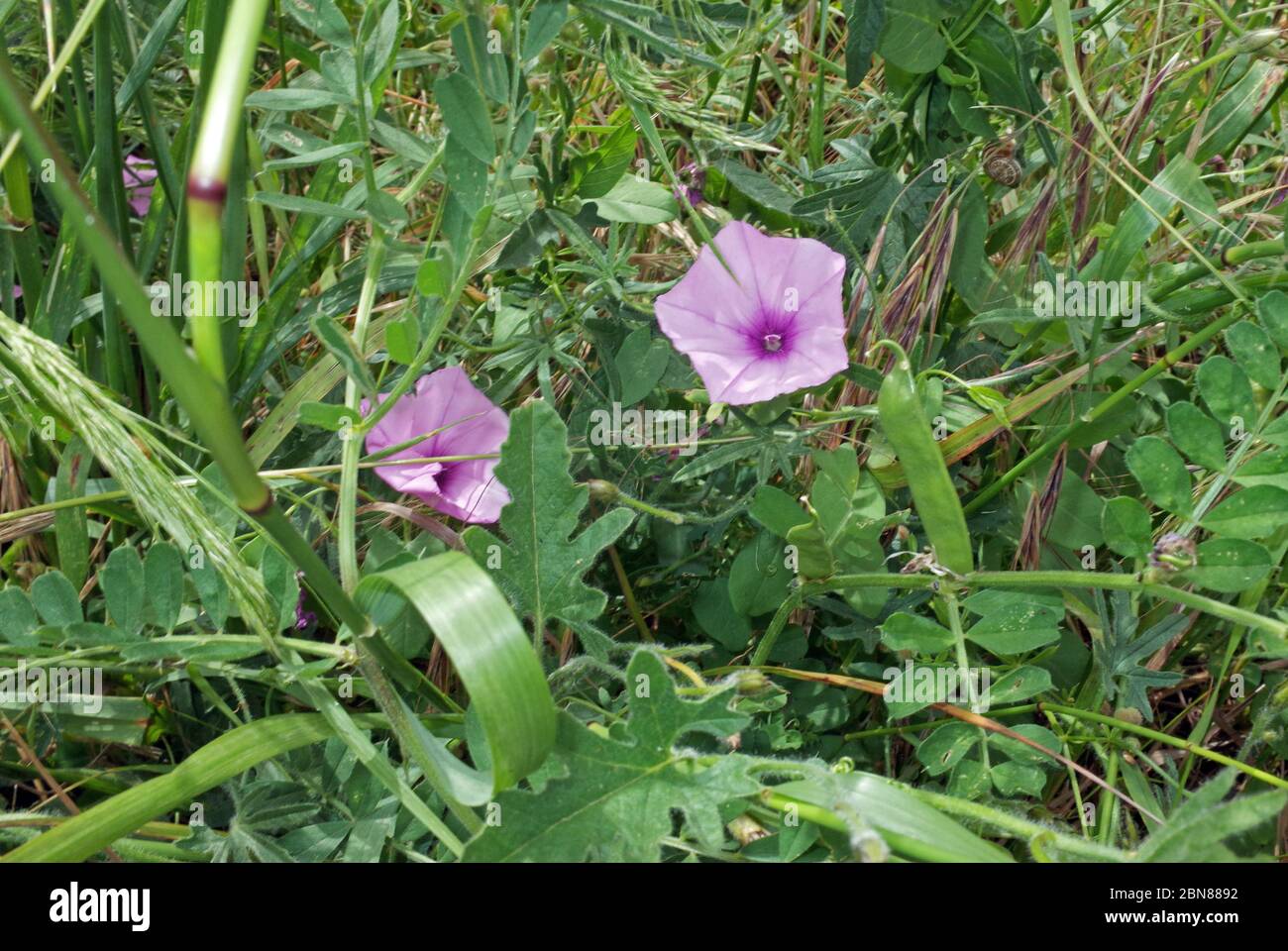 Convolvulus cantabrica close-up in nature (Sardinia countryside Stock ...