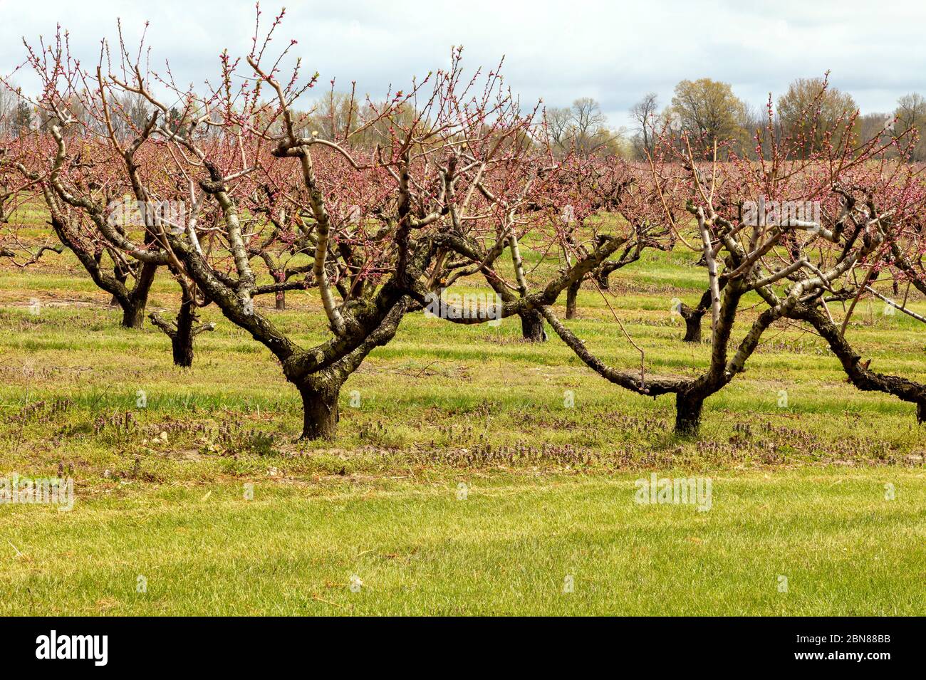 Photo of fruit trees hi-res stock photography and images - Alamy