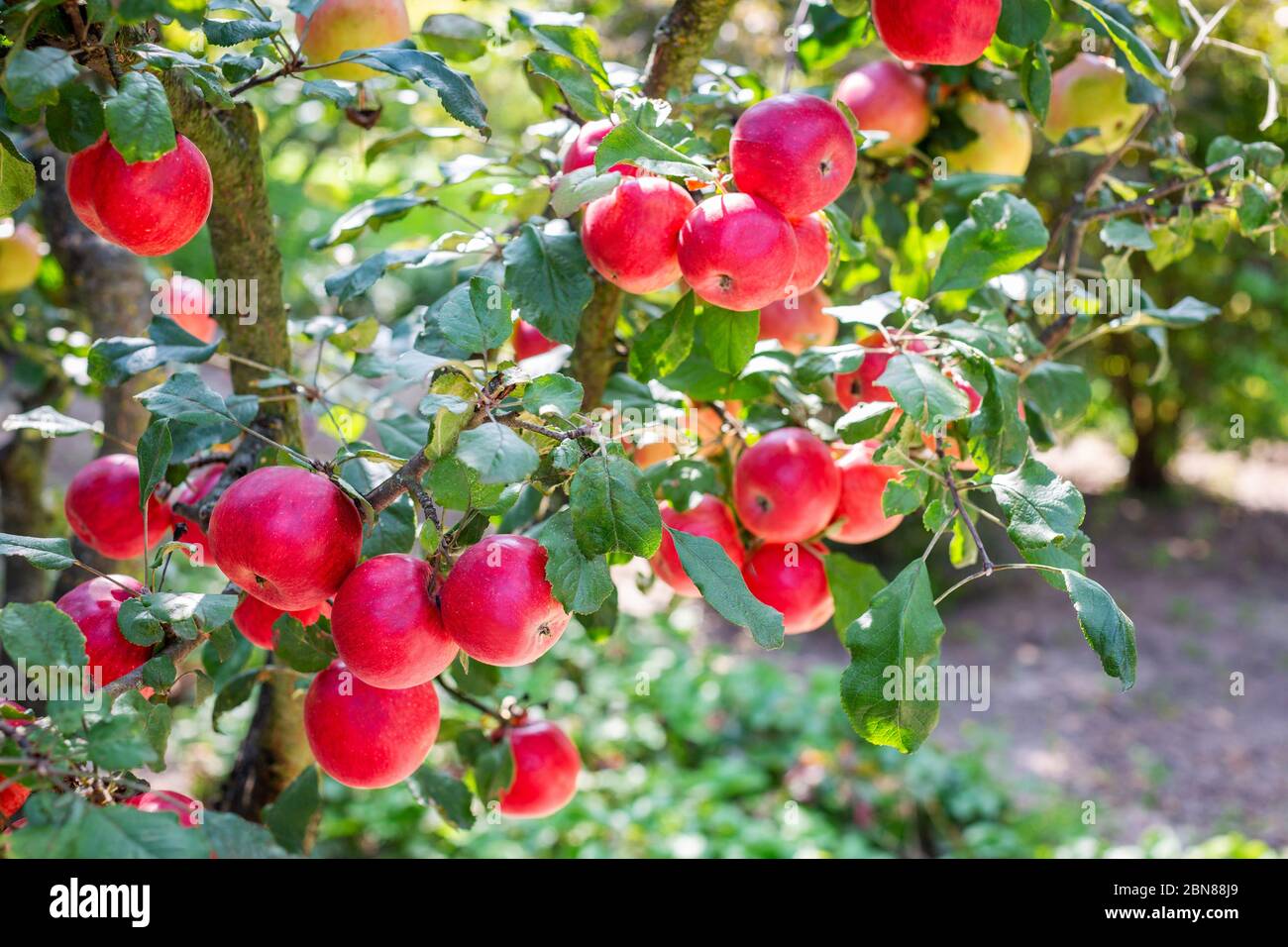 Red Apple Tree Wallpaper