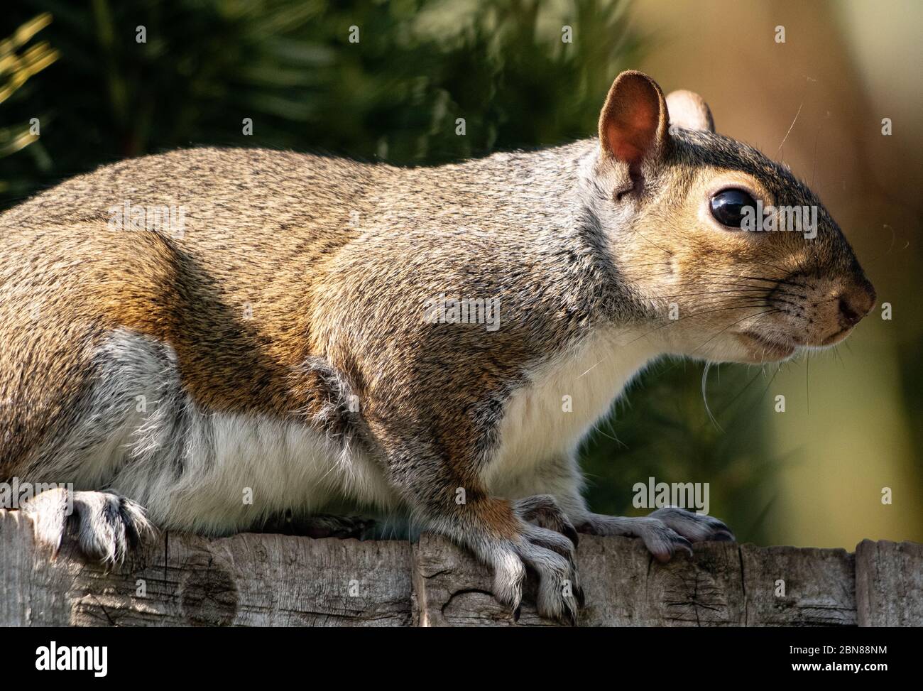 Hibernating squirrel hi-res stock photography and images - Alamy