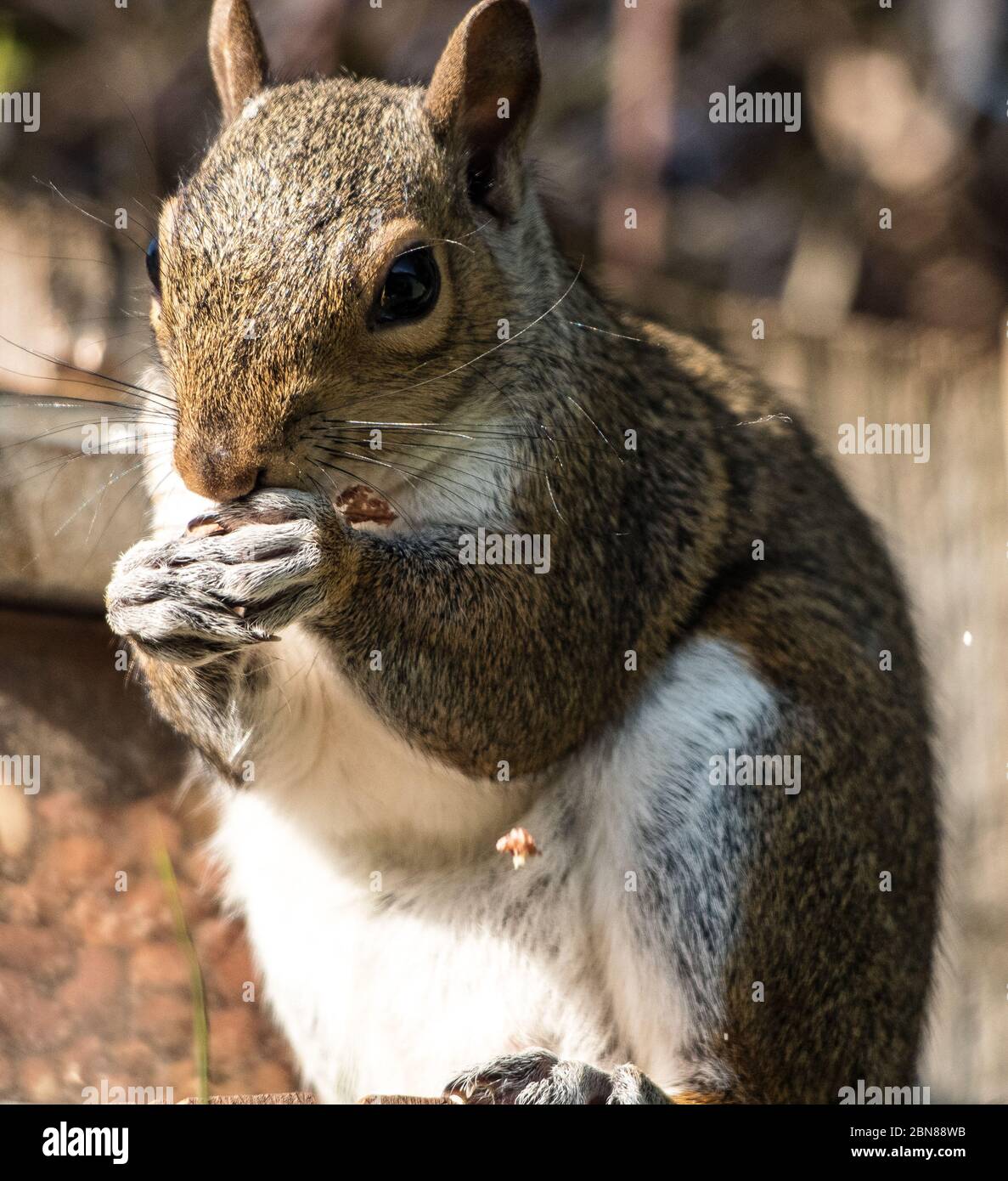 Hibernating squirrel hi-res stock photography and images - Alamy