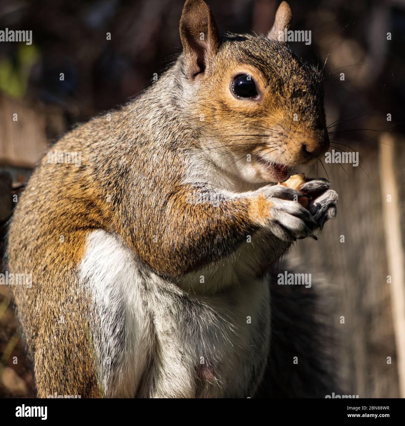 American red squirrel sitting hi-res stock photography and images - Alamy