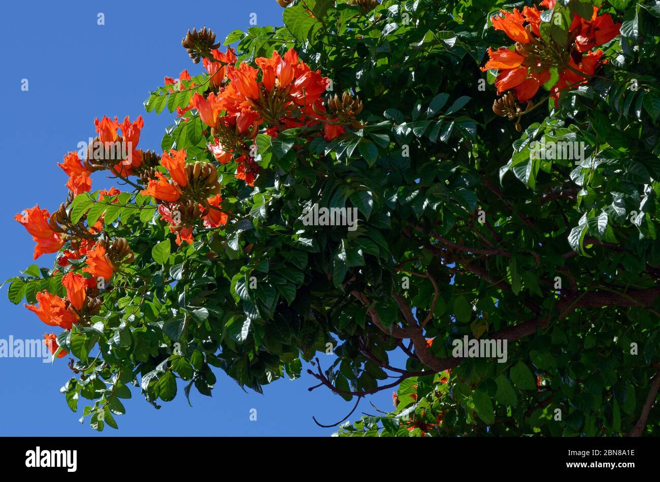 Flowers and leaves of the Gabon tulip tree Stock Photo - Alamy