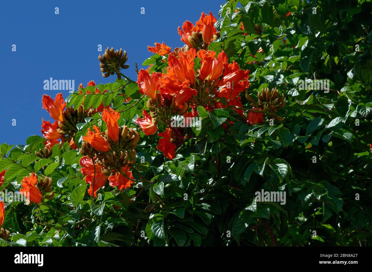 Arbre spathodea campanulata hi-res stock photography and images - Alamy