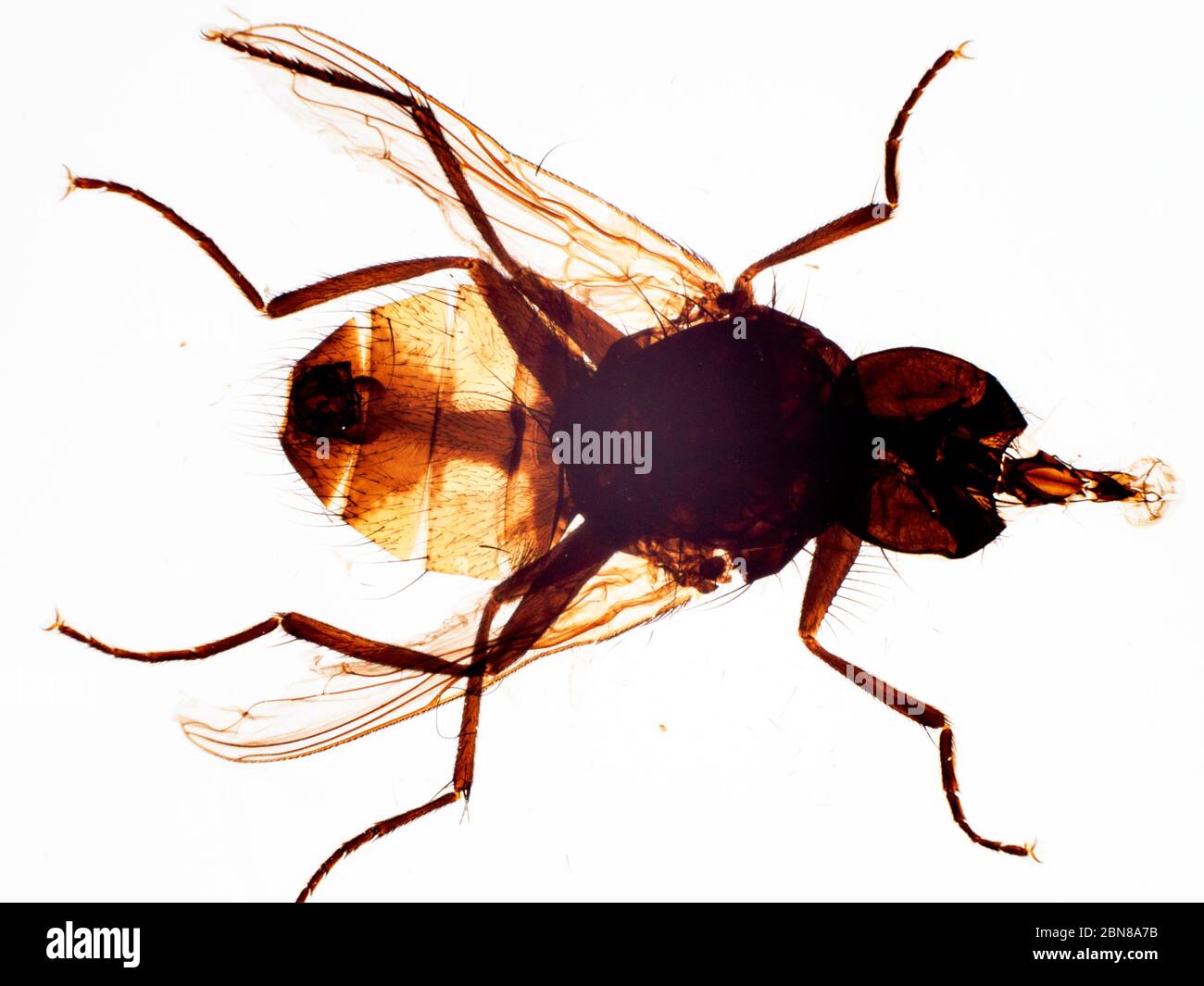 House fly Cut Out Stock Images & Pictures - Alamy