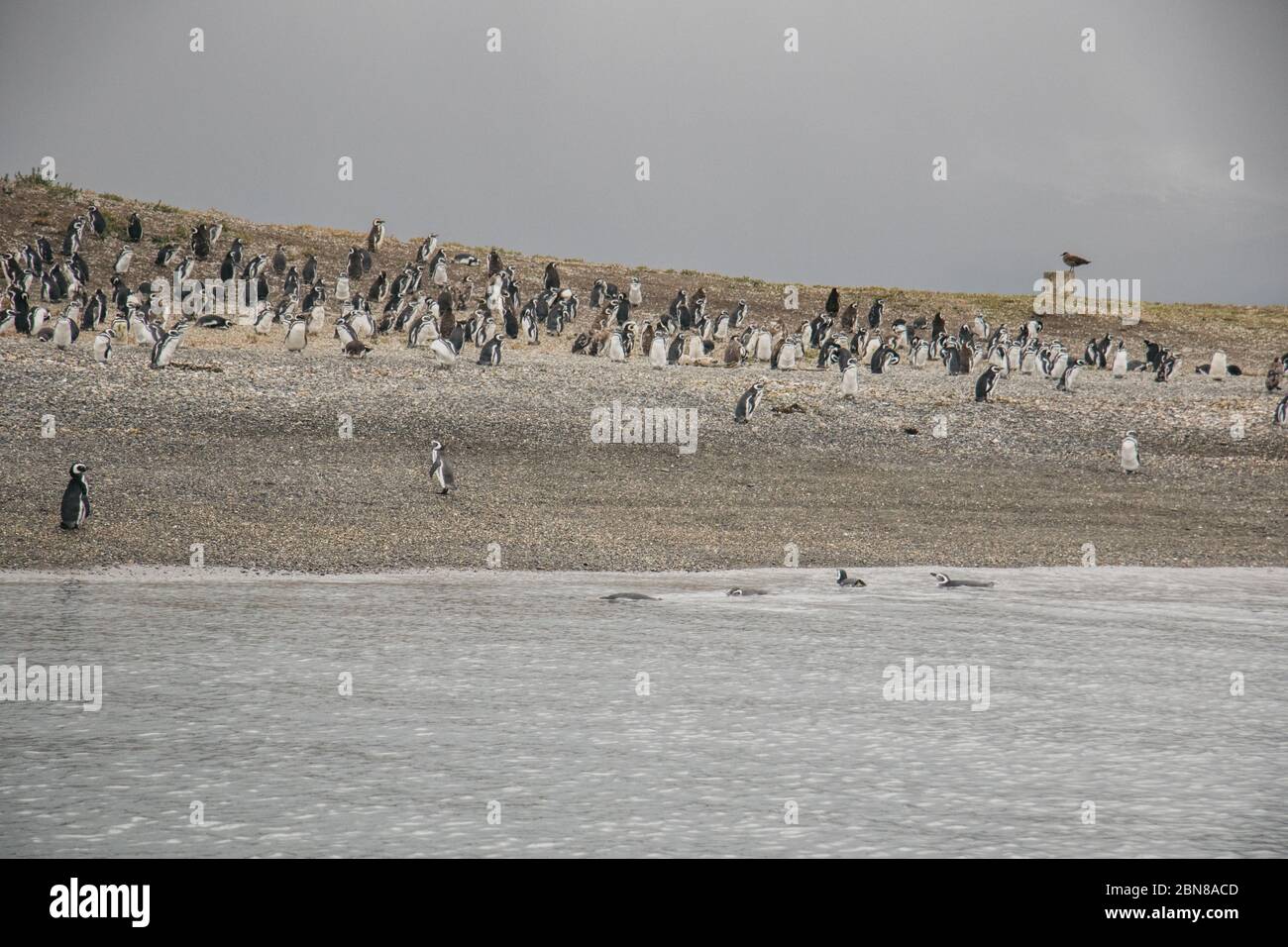 Magellanic Penguins at the Martillo Island, Beagle Channel, Ushuaia ...