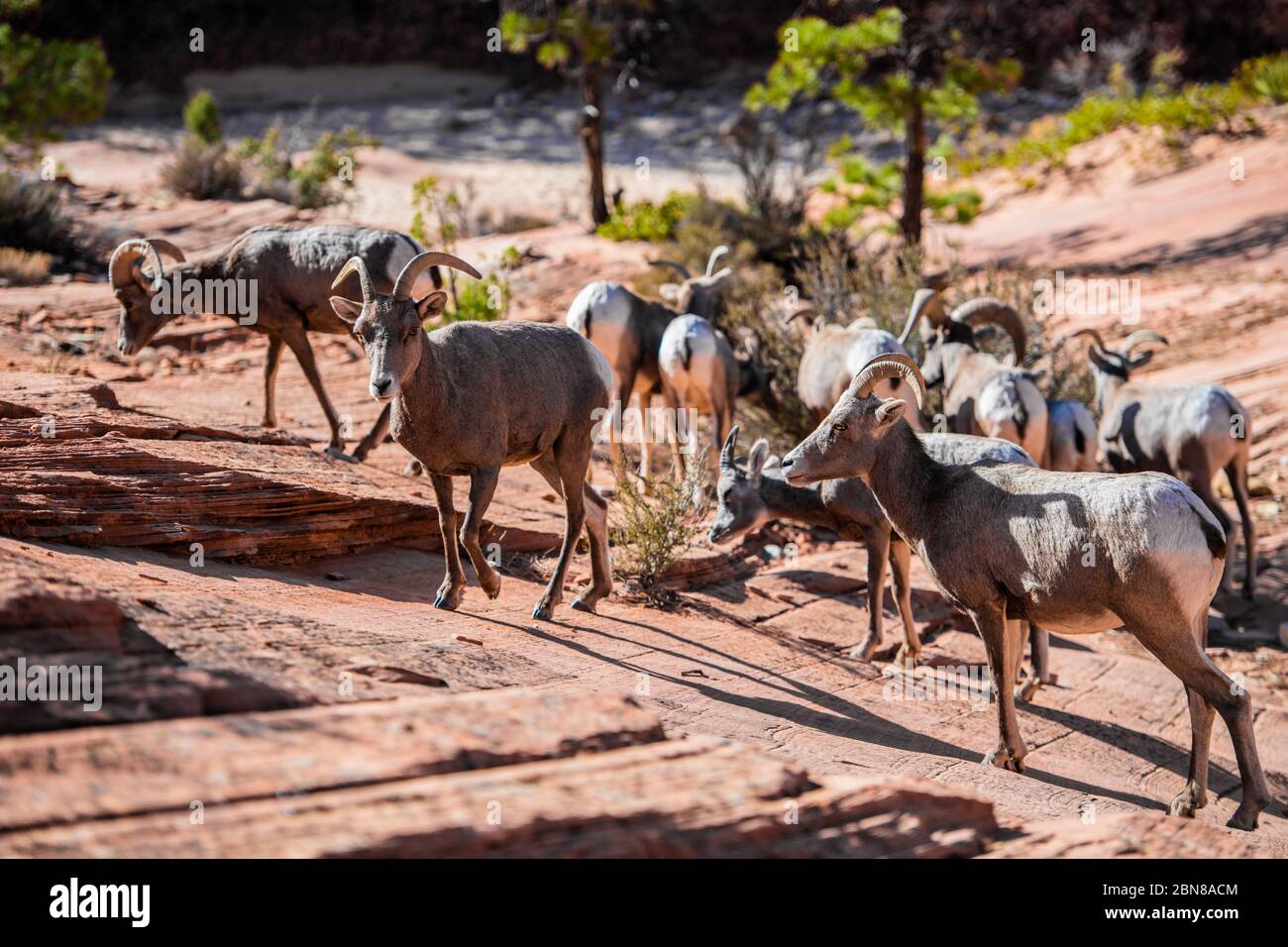 Herd of desert bighorn sheep, ovis canadensis nelsoni, walks through ...