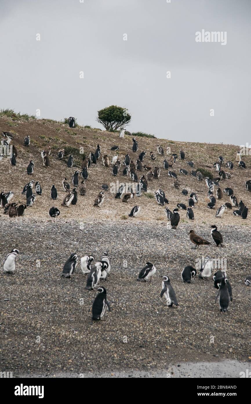 Magellanic Penguins at the Martillo Island, Beagle Channel, Ushuaia ...