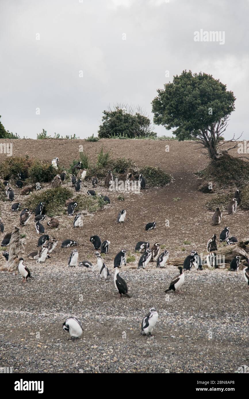 Magellanic Penguins at the Martillo Island, Beagle Channel, Ushuaia ...