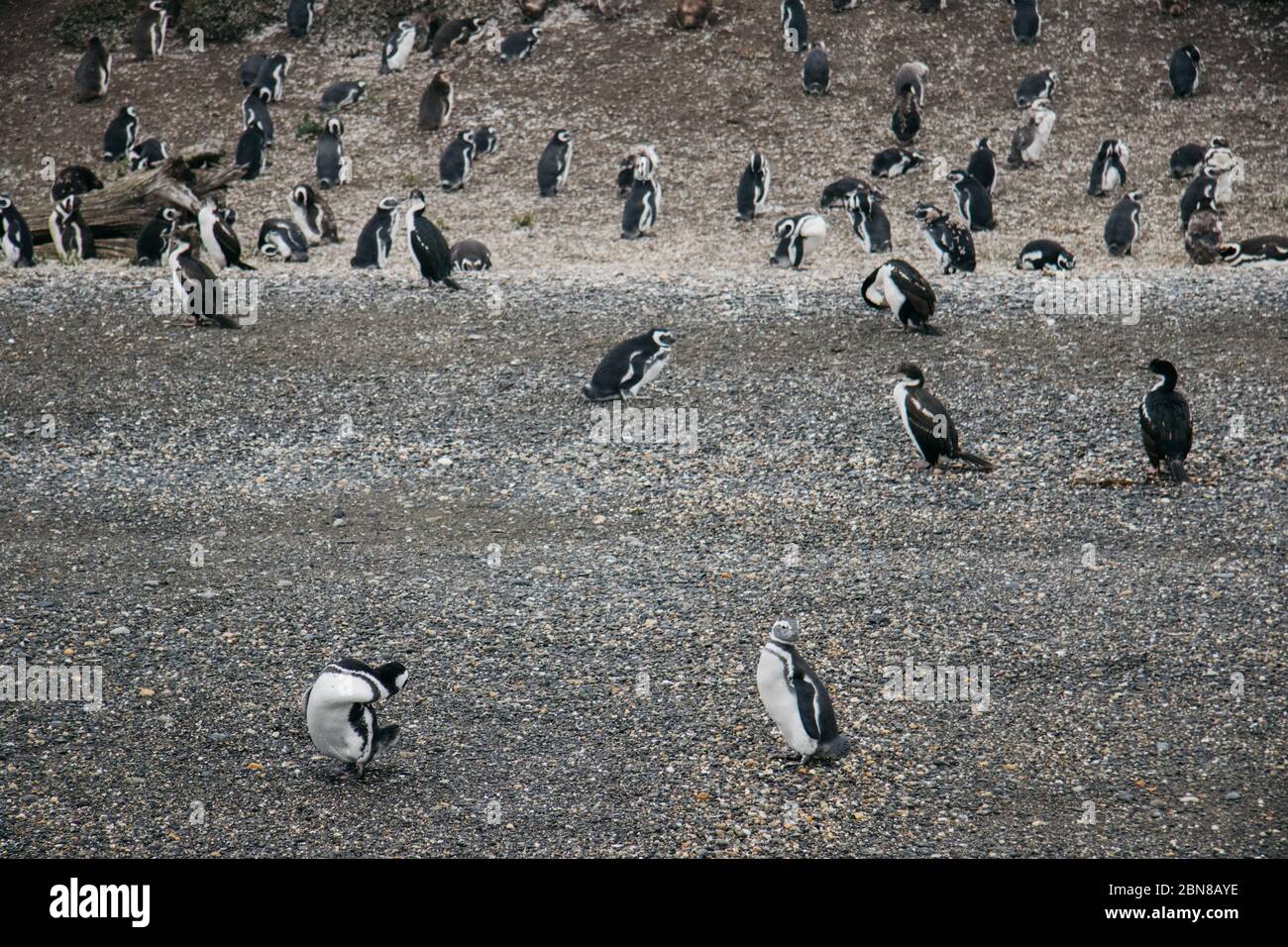 Magellanic Penguins at the Martillo Island, Beagle Channel, Ushuaia ...