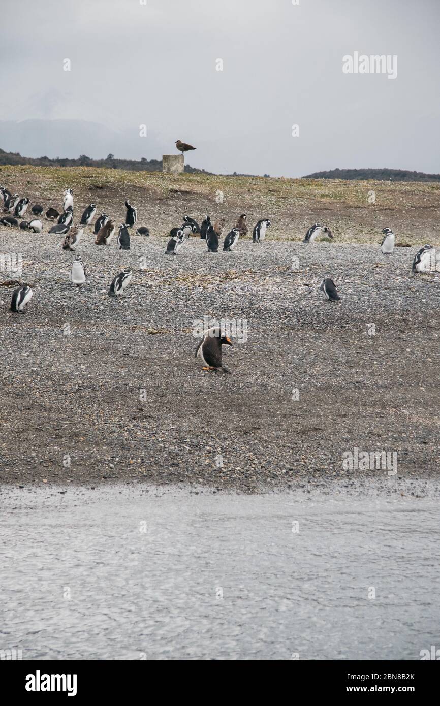 Magellanic Penguins at the Martillo Island, Beagle Channel, Ushuaia ...