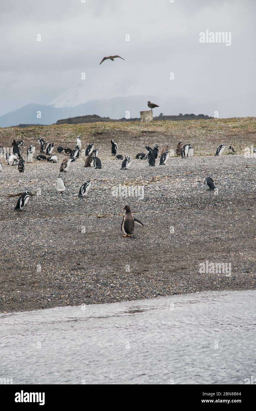 Magellanic Penguins at the Martillo Island, Beagle Channel, Ushuaia ...