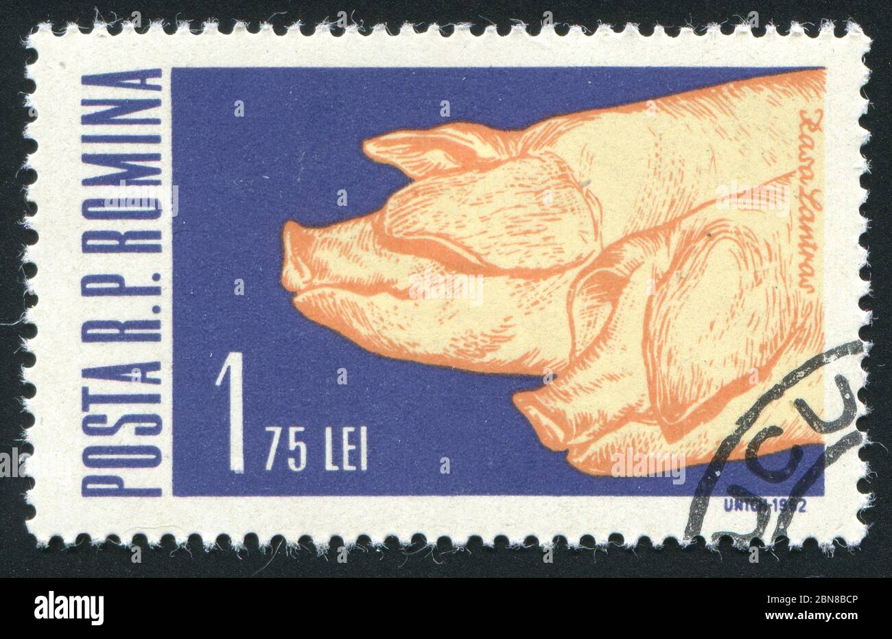 ROMANIA - CIRCA 1962: Industrial cultivation of pig, circa 1962 Stock ...