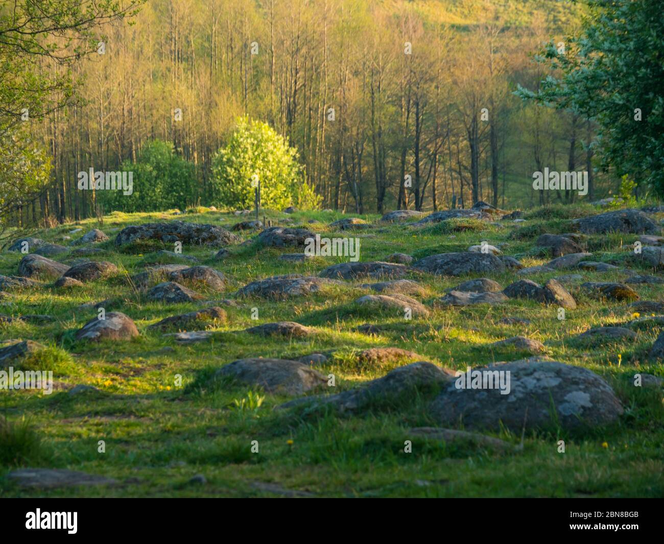 Fields of boulders called Bachanowo, a post glacial landscape. Suwalski ...