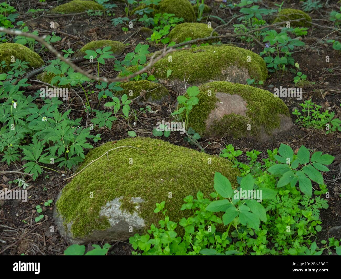 Moss ecosystem hi-res stock photography and images - Alamy