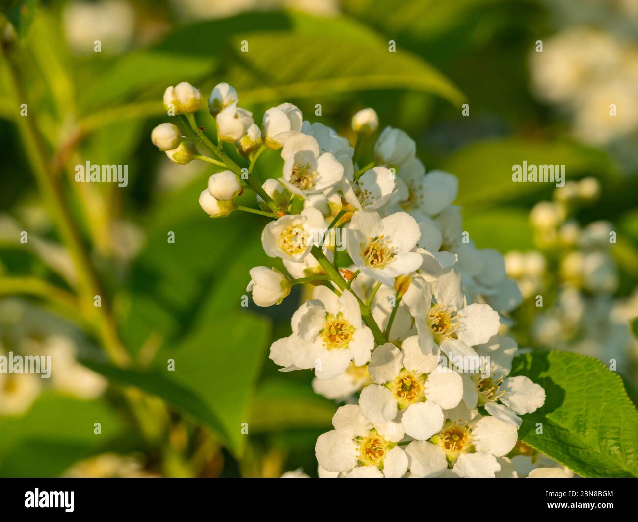White small and wild tree flowers in blossom Stock Photo - Alamy