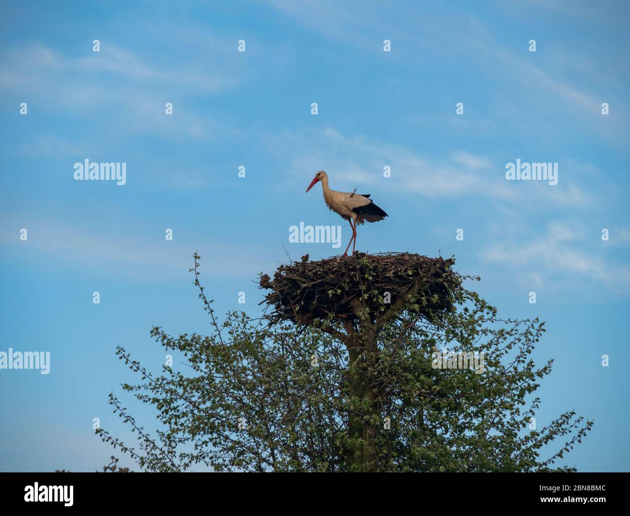 White stork in nest in tree hi-res stock photography and images - Alamy