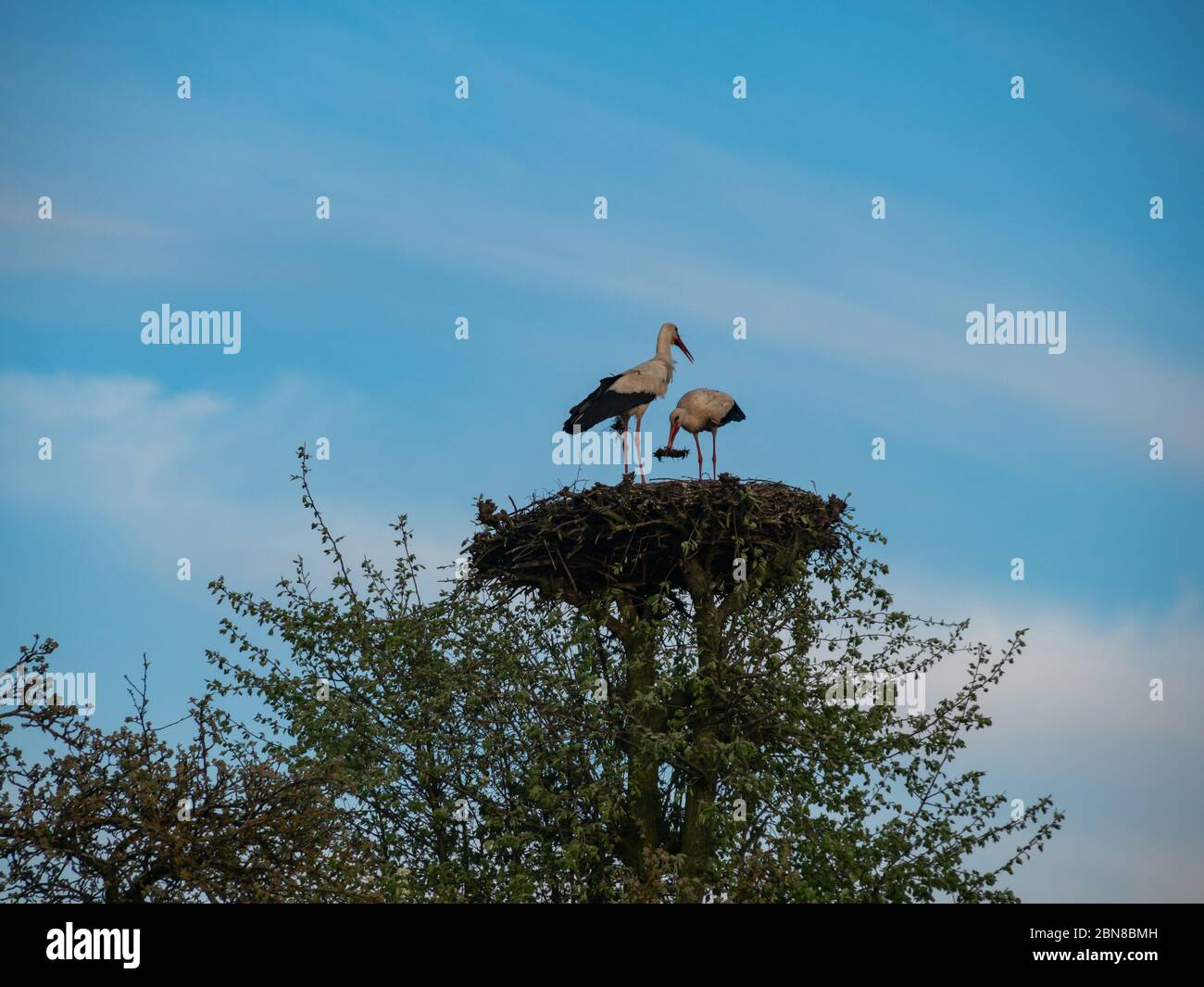 White storks poland hi-res stock photography and images - Alamy