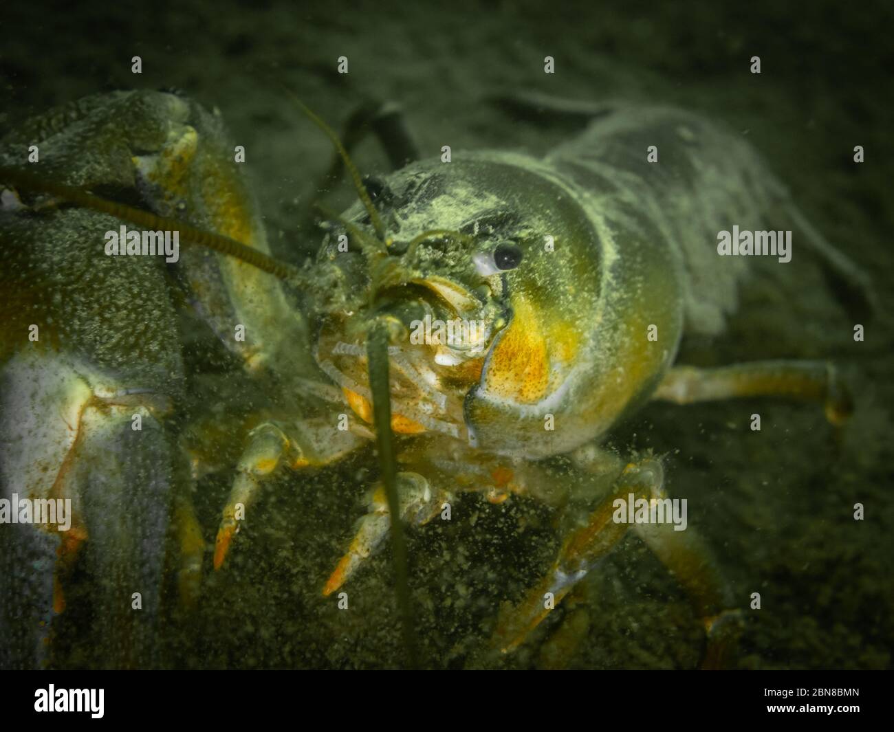 Live Crawfish Underwater