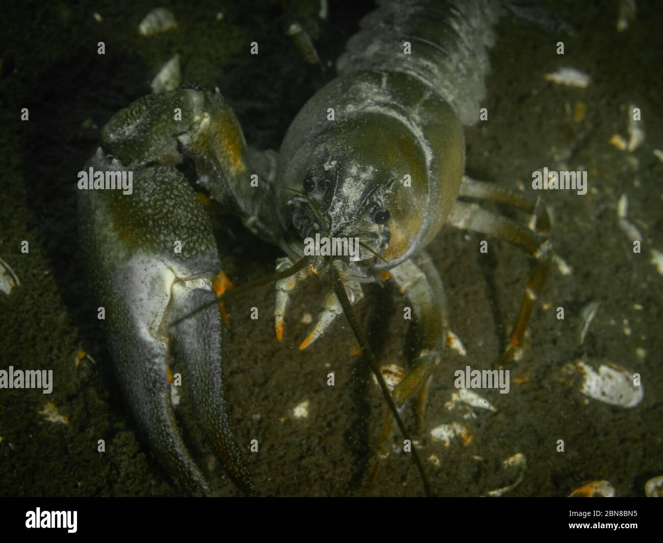 Signal crayfish without one claw, an invasive non-native species in ...