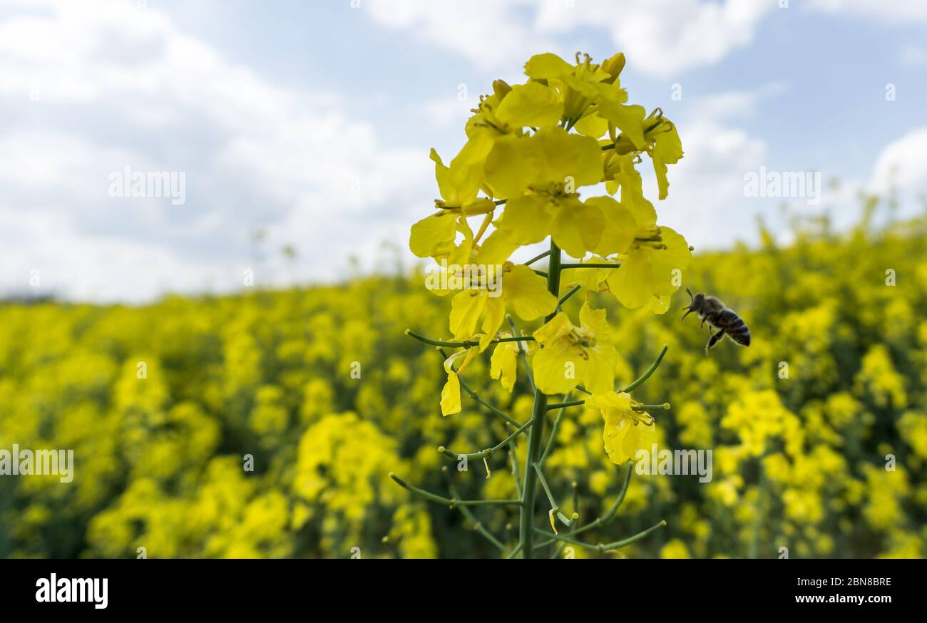 closeup of a rape plant with bee collecting pollen Stock Photo - Alamy