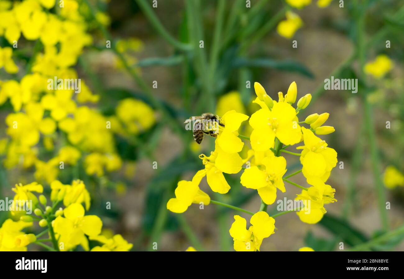 closeup of a rape plant with bee collecting pollen Stock Photo - Alamy