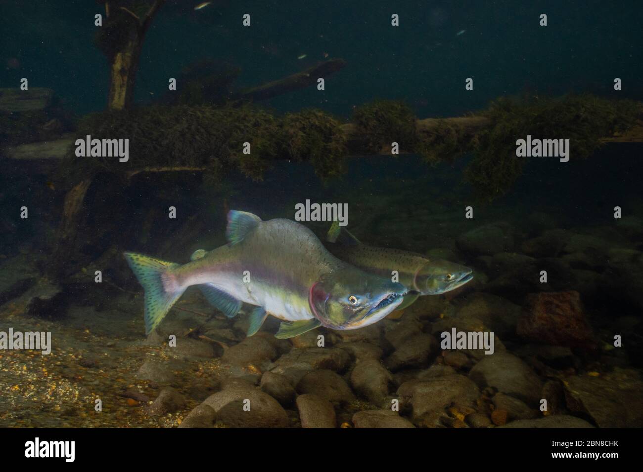 Male and female pink Salmon together and displaying spawning colors in ...