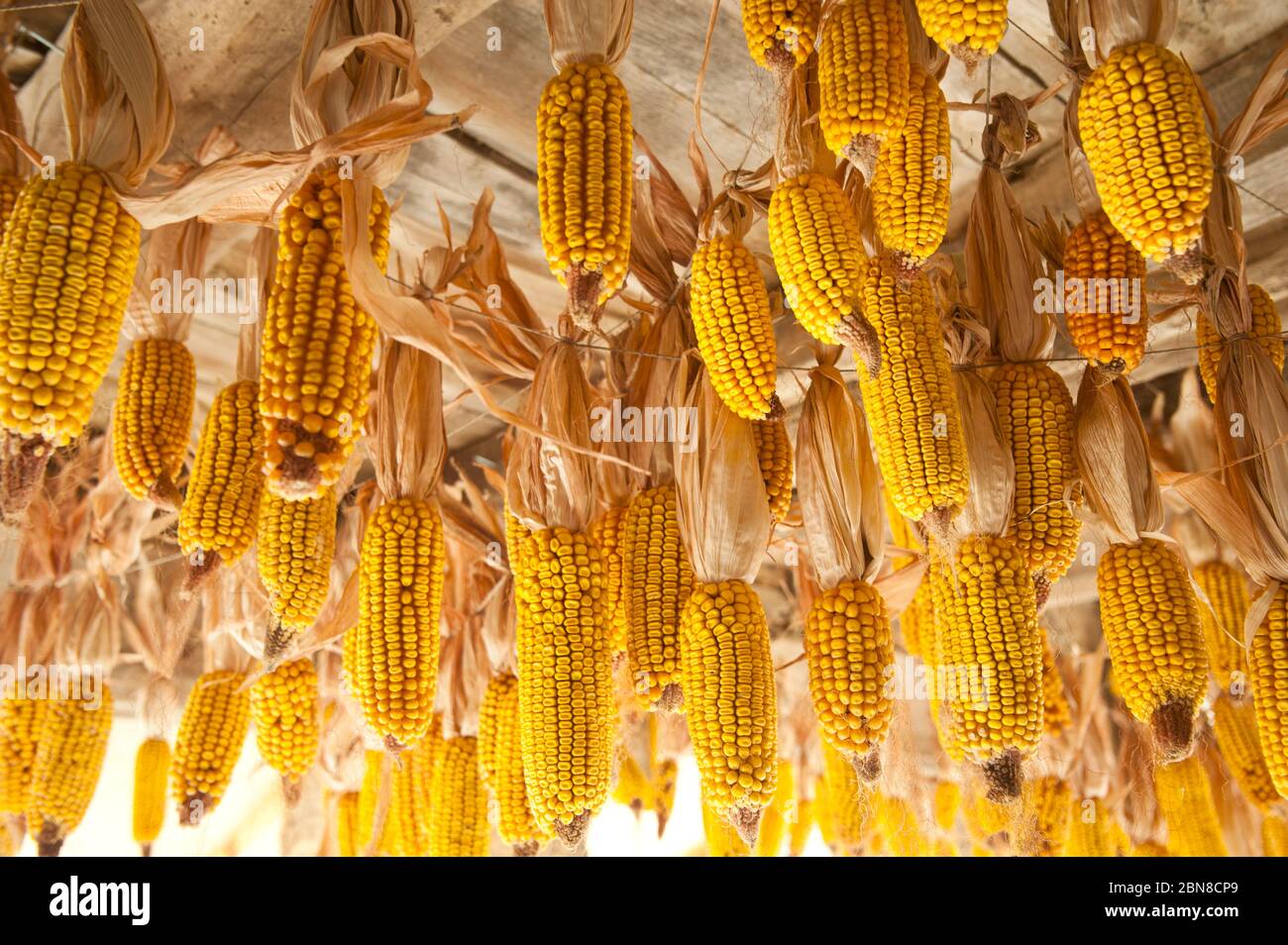 Traditional grain farm hi-res stock photography and images - Alamy