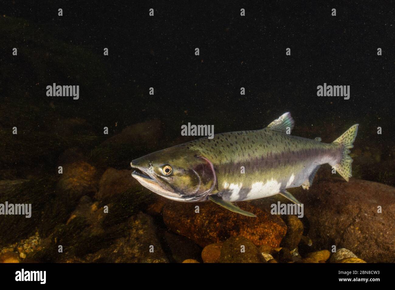 An adult female pink salmon in a tributary of the Squamish river Stock ...