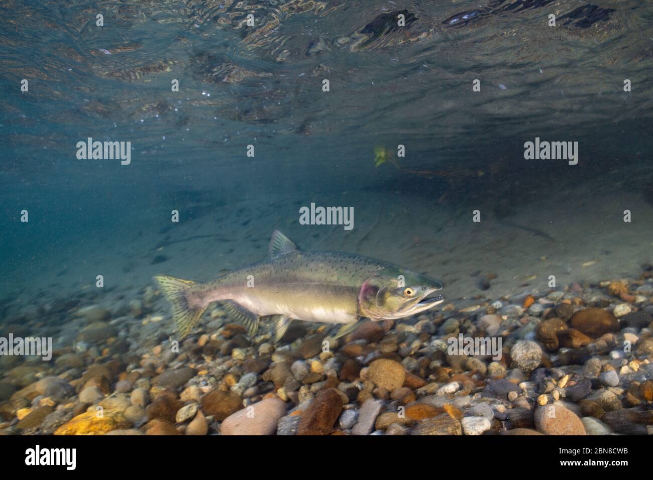 Lifecycle of a salmon hi-res stock photography and images - Alamy