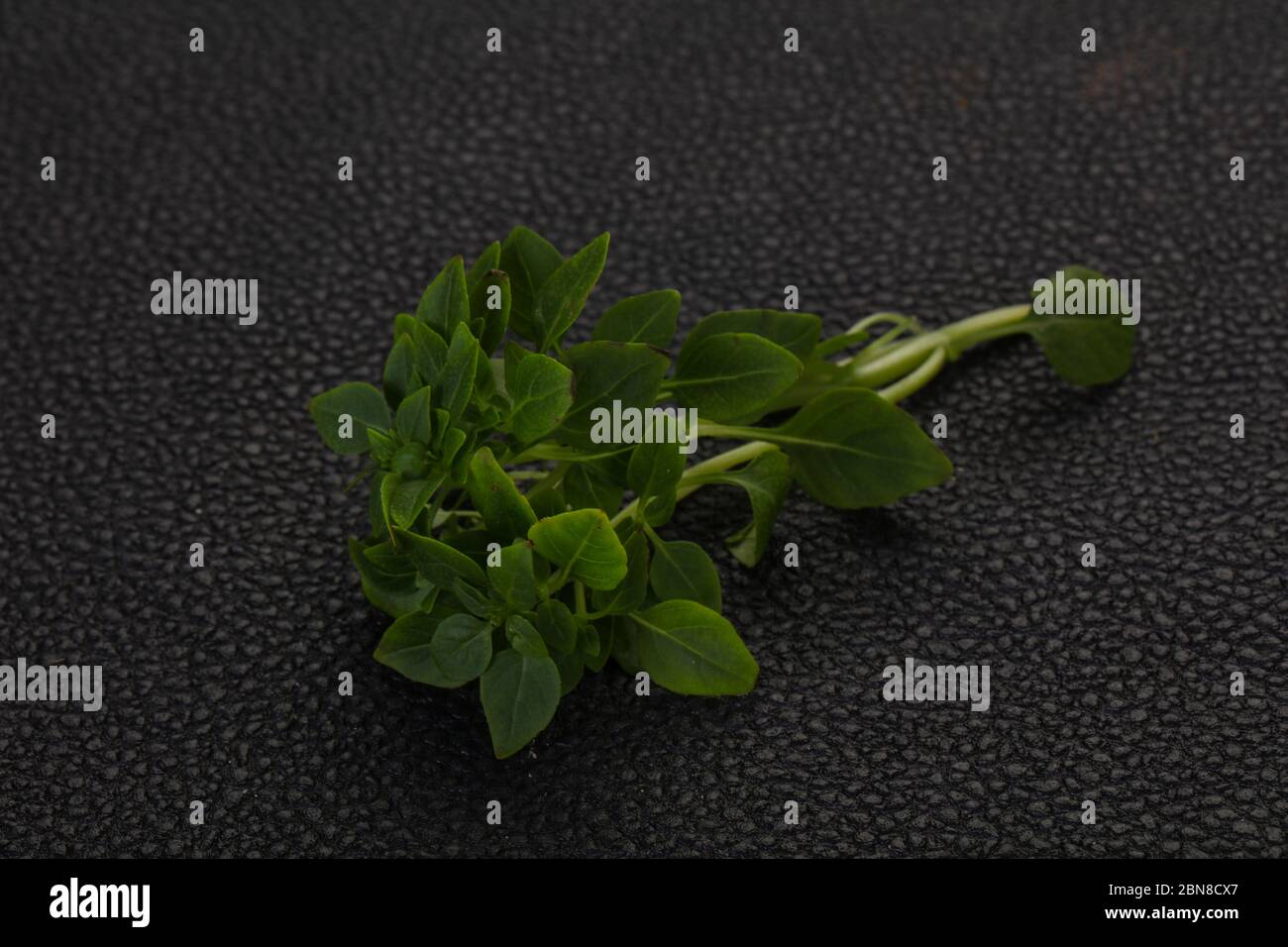 Green Basil leaves - aroma herbs Stock Photo - Alamy
