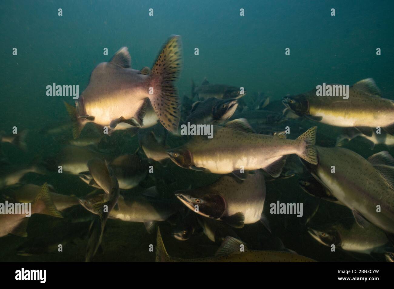 Pink humpback salmon oncorhynchus gorbuscha hi-res stock photography ...
