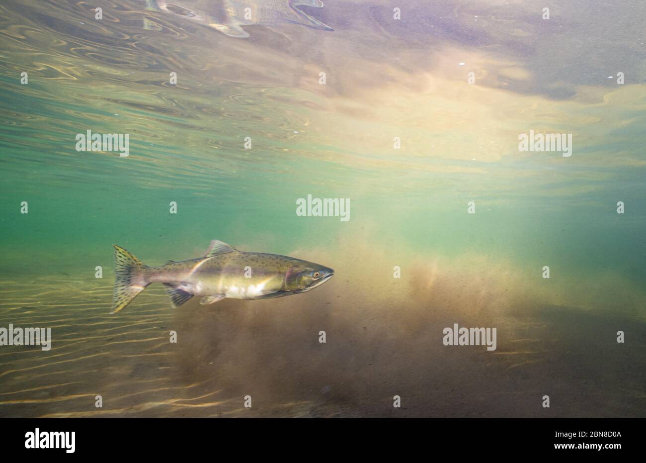 Pink humpback salmon oncorhynchus gorbuscha hi-res stock photography ...