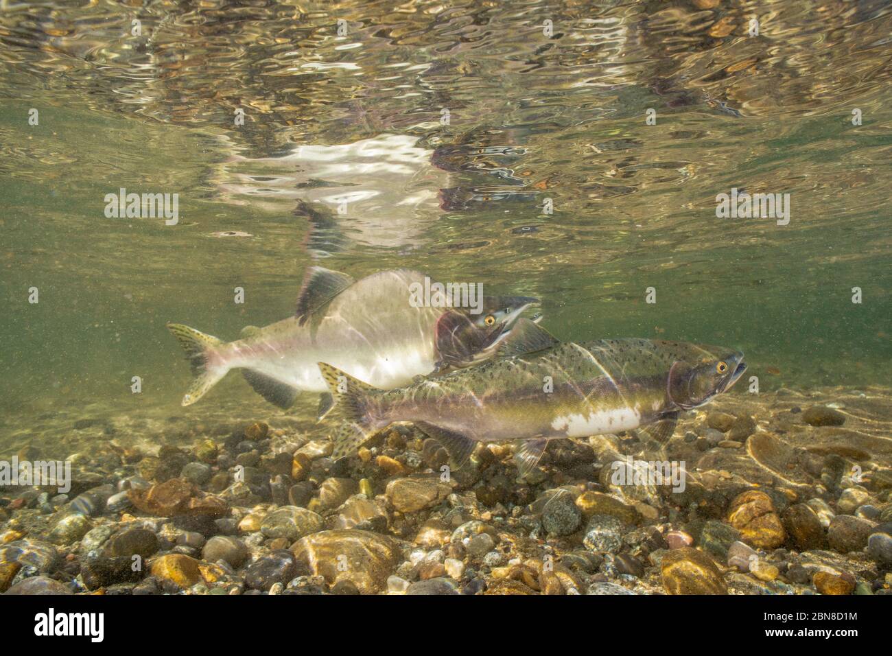 Pink humpback salmon oncorhynchus gorbuscha hi-res stock photography ...